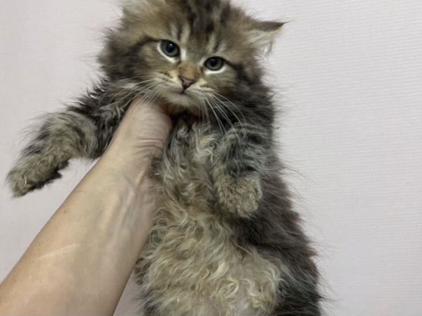 Шикарный сибирский мальчик 2 мес с док-ми