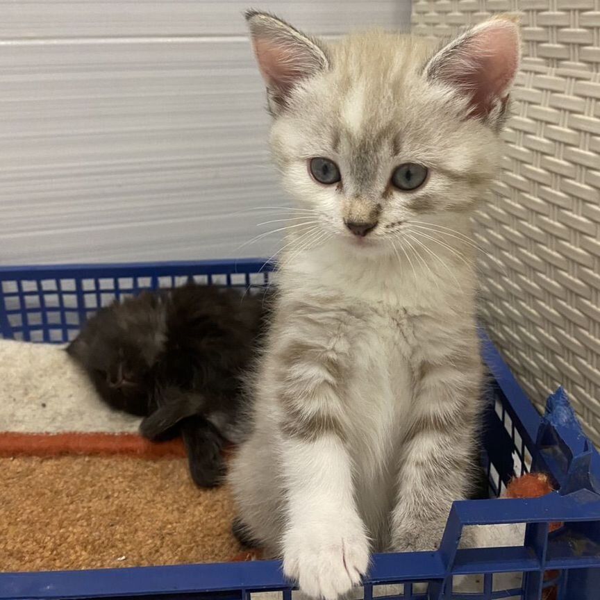 Котёнок в добрые руки