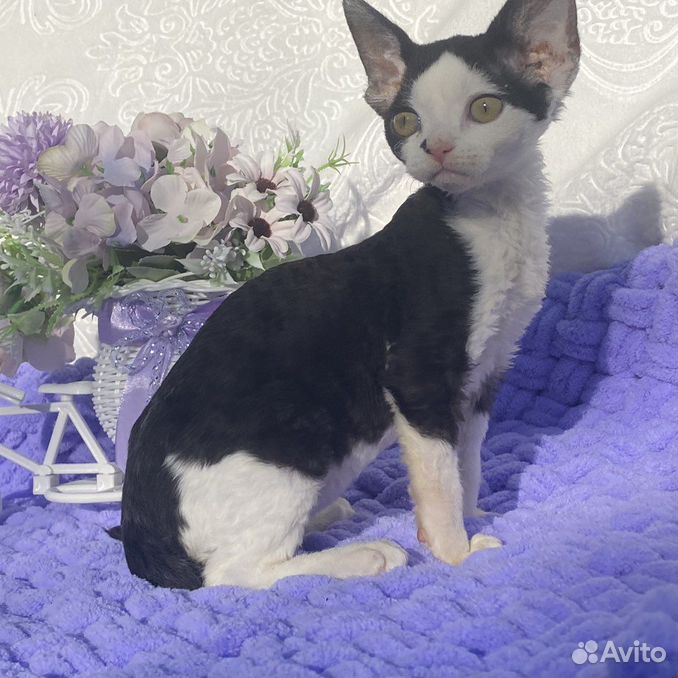 Кудрявые малыши