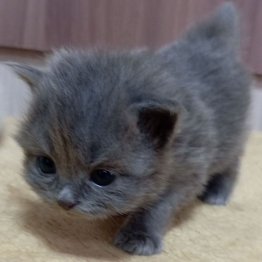 Британский длинношёрстный котёнок