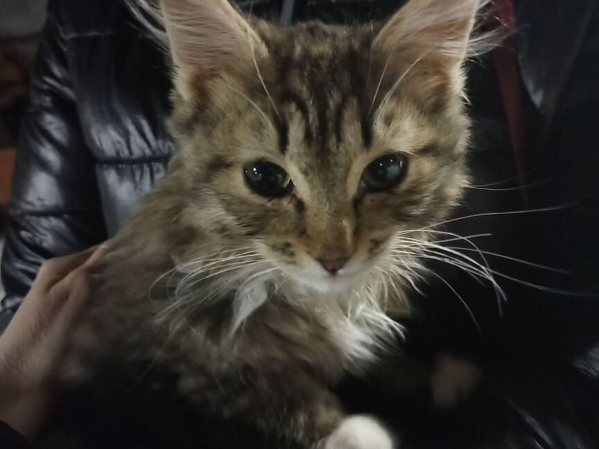 Котёнок ласковый