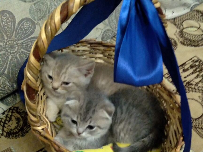 Продам британских котят