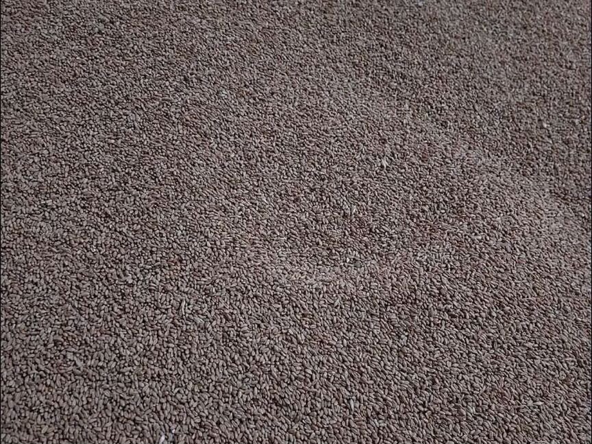 Просо, Фуражный овёс на корм