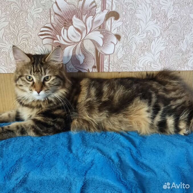 Курильский бобтейл Вязка Девочка