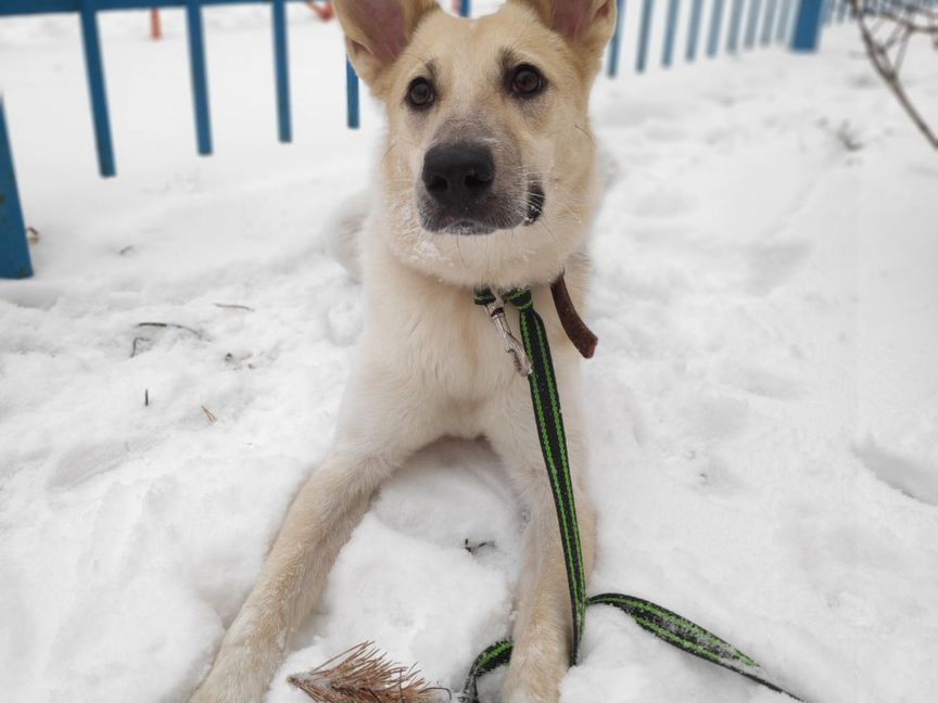 Щенок в добрые руки