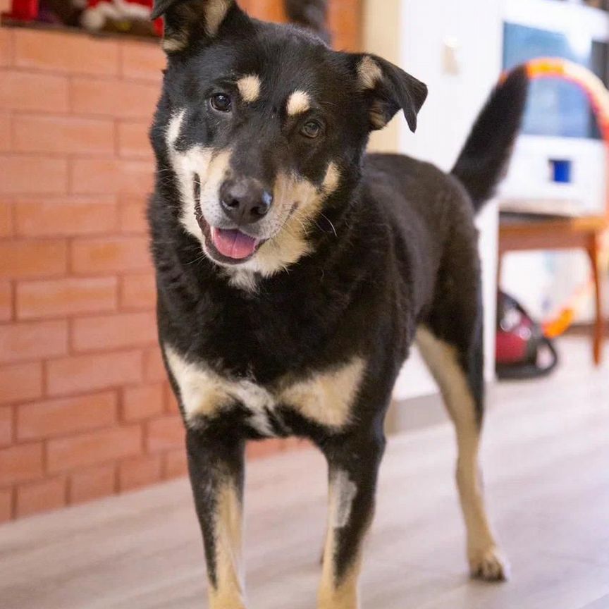 Барон в добрые руки