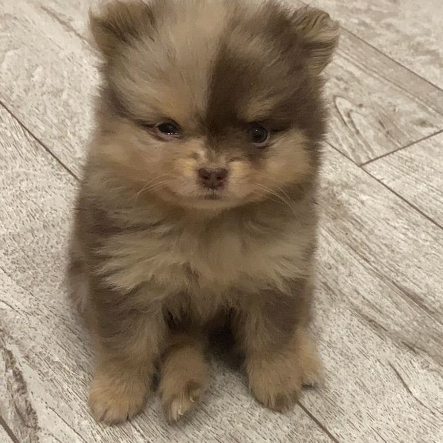 Щенки шпица