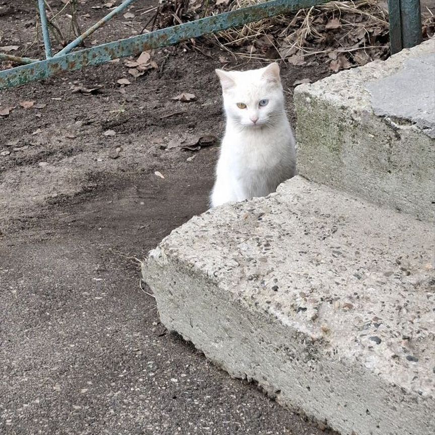 Кошечка 8 мес в добрые руки