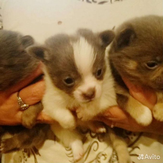 Щенки чихуахуа мальчишки и девочка