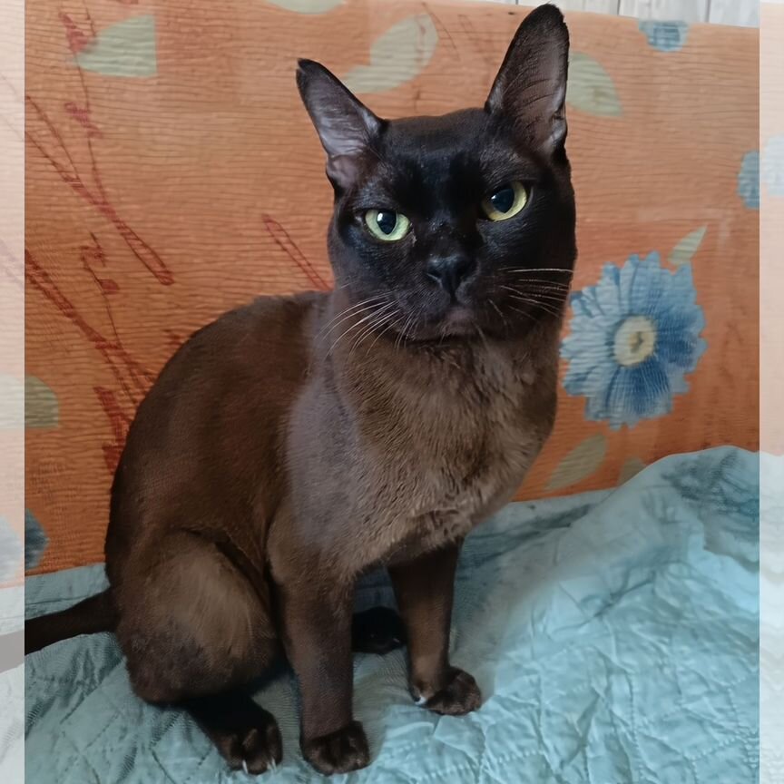 Европейский бурманский, взрослый кот