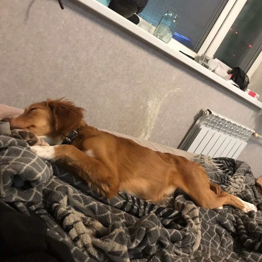 Собака в добрые руки отдам бесплатно