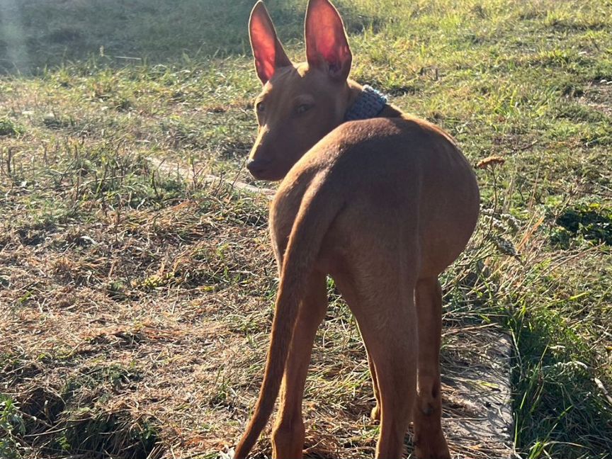 Чирнеко дель этна щенки