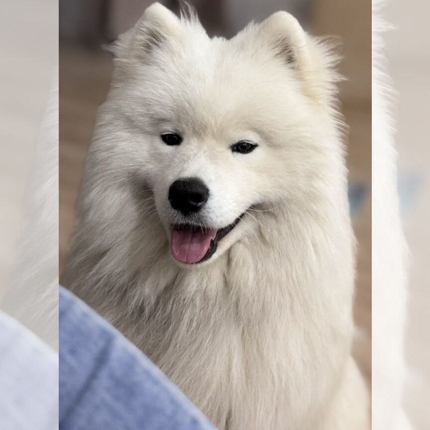 Самоедская собака, взрослый