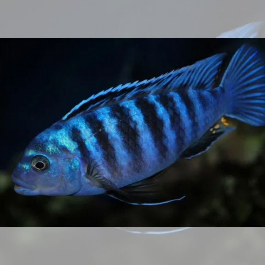 Псевдотрофеус зебра