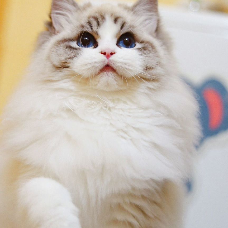 Котята рэгдолл