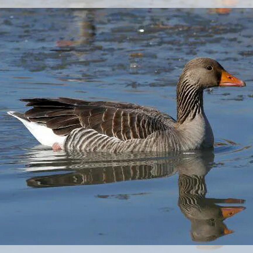 Яйцо на инкубацию гусиное