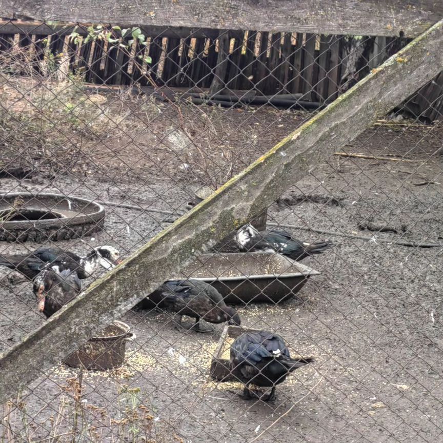 Мускусные утки. Белые утки. Гуси холмогоры