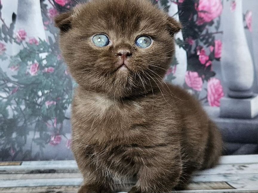 Шотландская