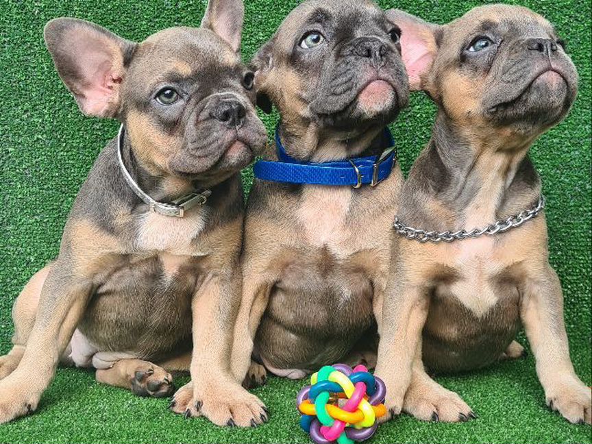 Французики малыши в голубом какао