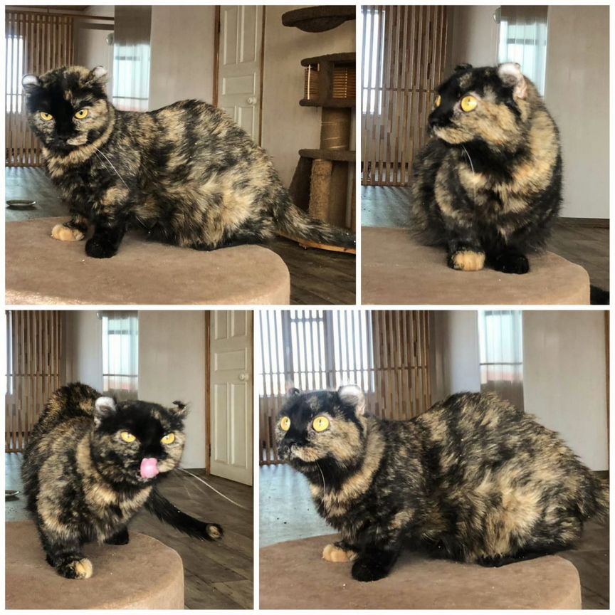 Кошка в добрые руки