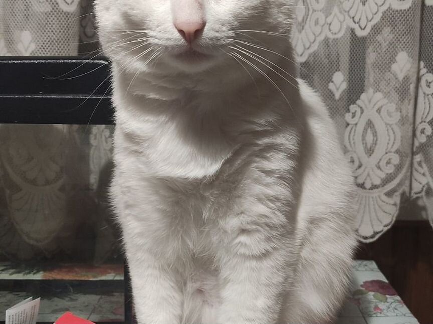 Красавец кот