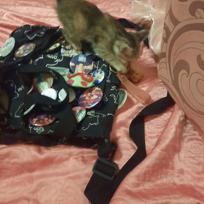 Кошка 1 месяц