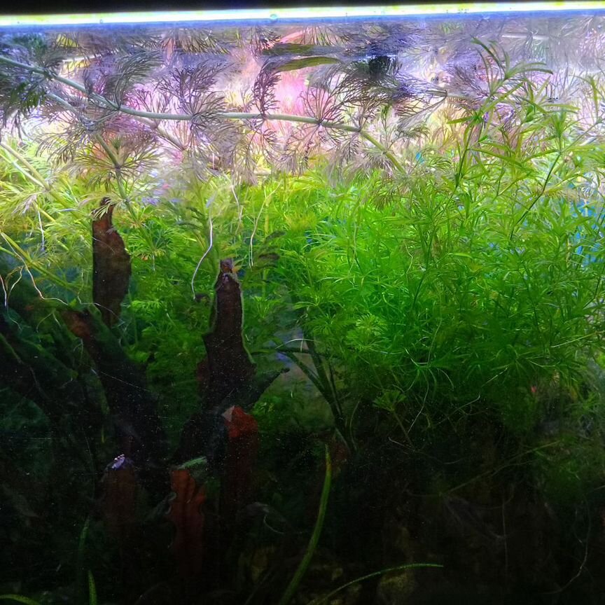 Аквариумное растение