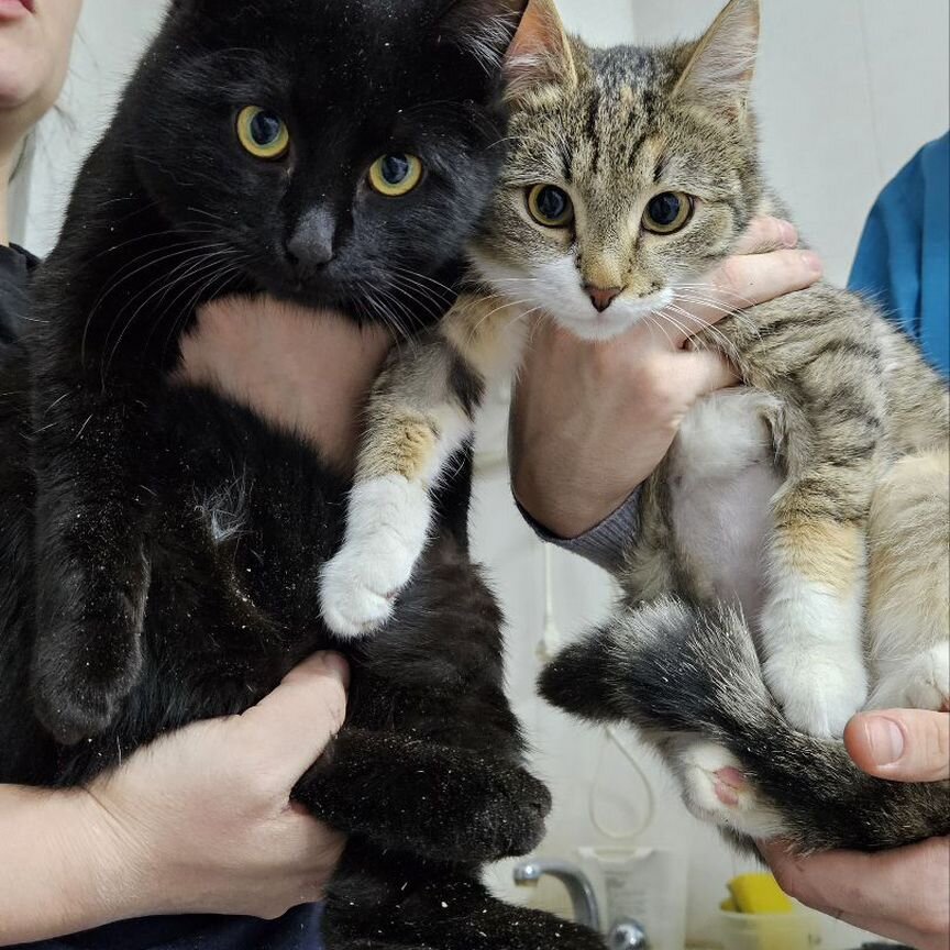 Маленькая котосемья ищет дом