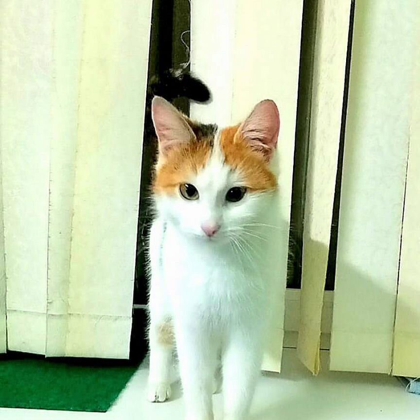 Ласковая кошечка Кассандра
