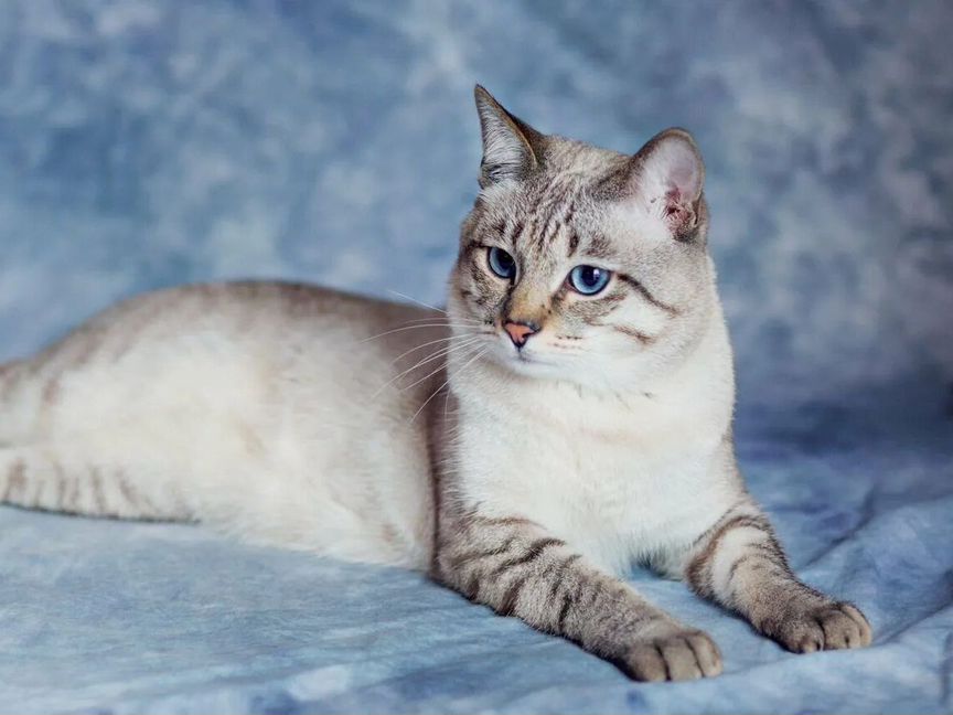 Сиамская кошка, привита, стерильна бесплатно