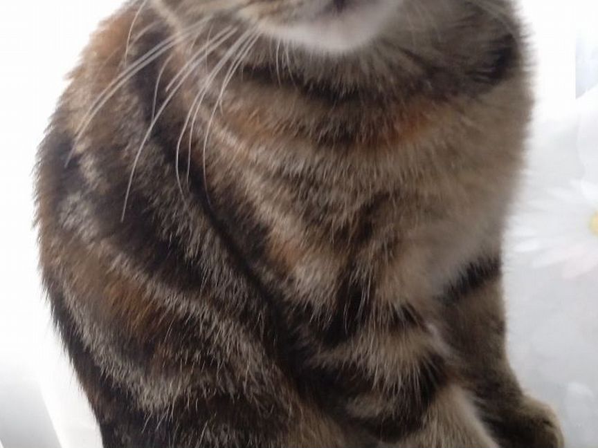 Кошка в дар бесплатно