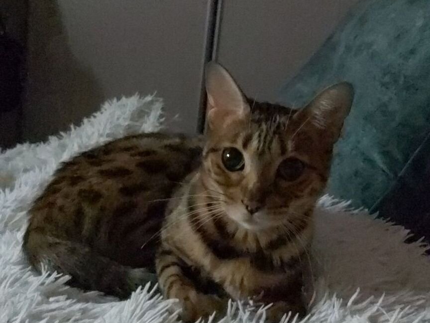 Бенгальская кошка в добрые руки