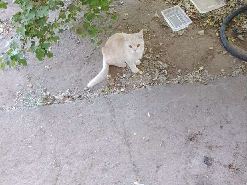 Породистый котик