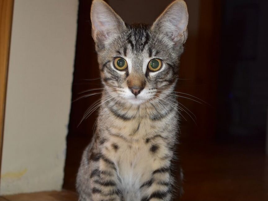 Котик-полосатик