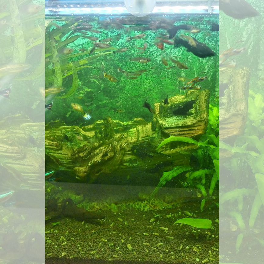 Продам гуппи