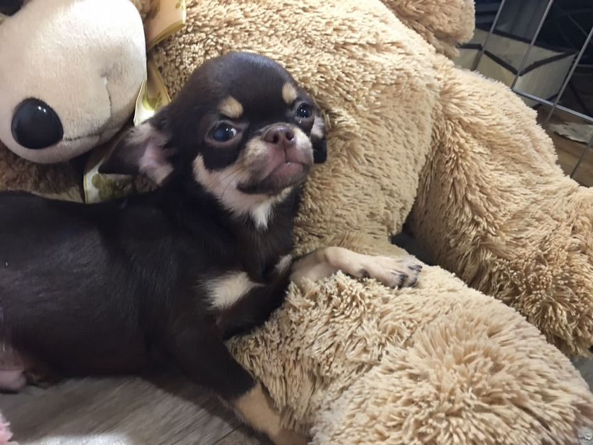 Щенки чихуахуа