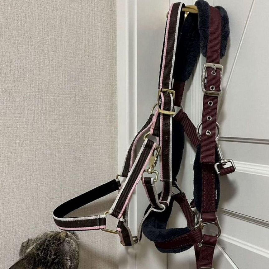 Недоуздок и щетки для лошади