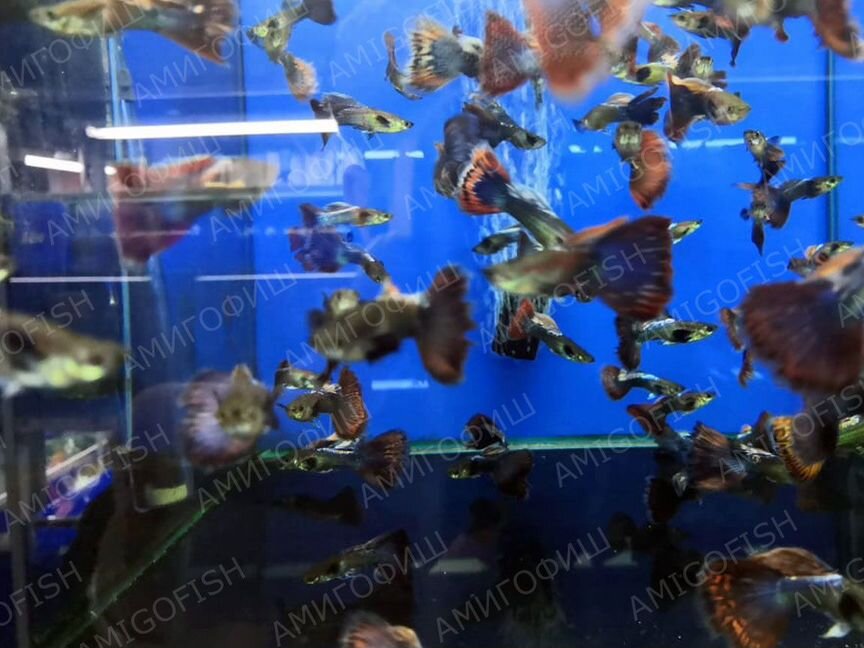 Гуппи Красный павлин (Poecilia reticulata)