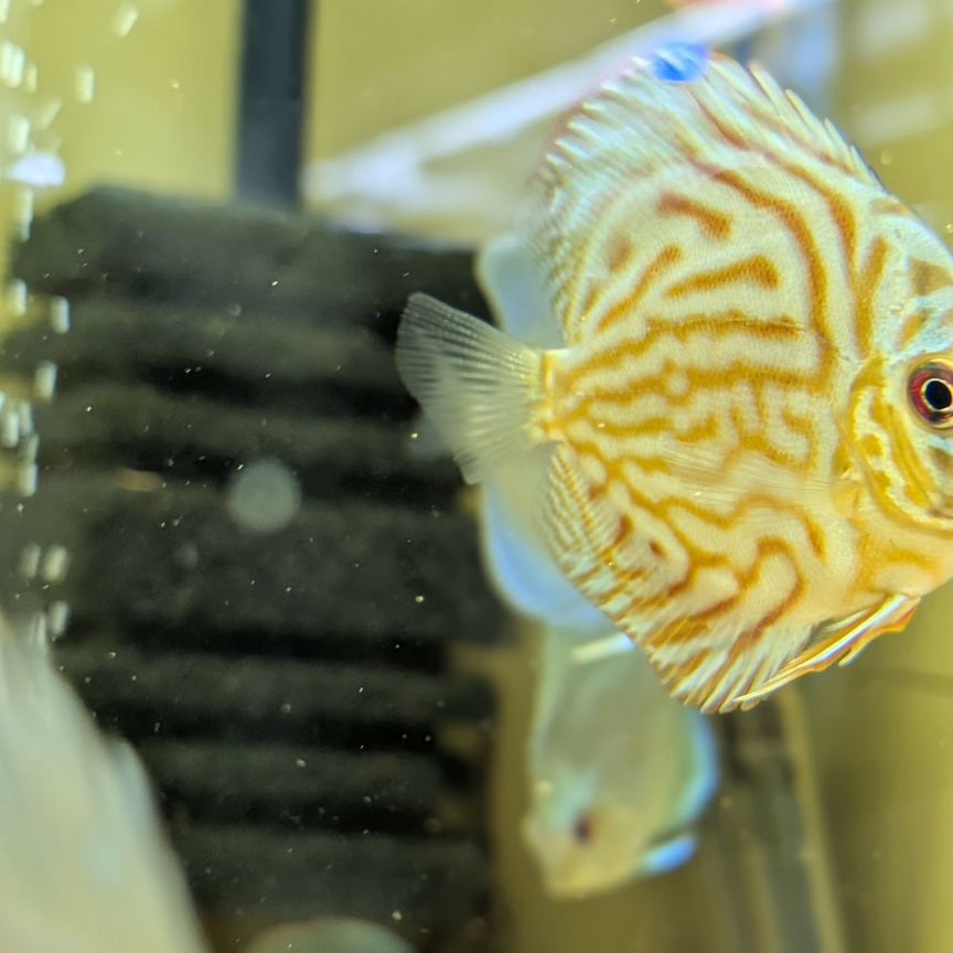 Дискусы в ассортименте на Гарибальди