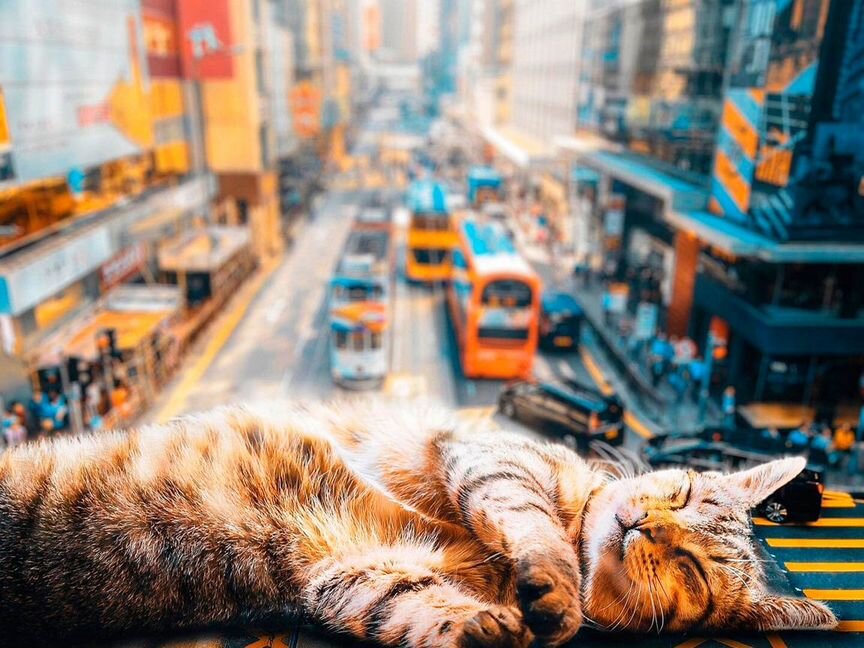 Мягкие игрушки для кошек и собак
