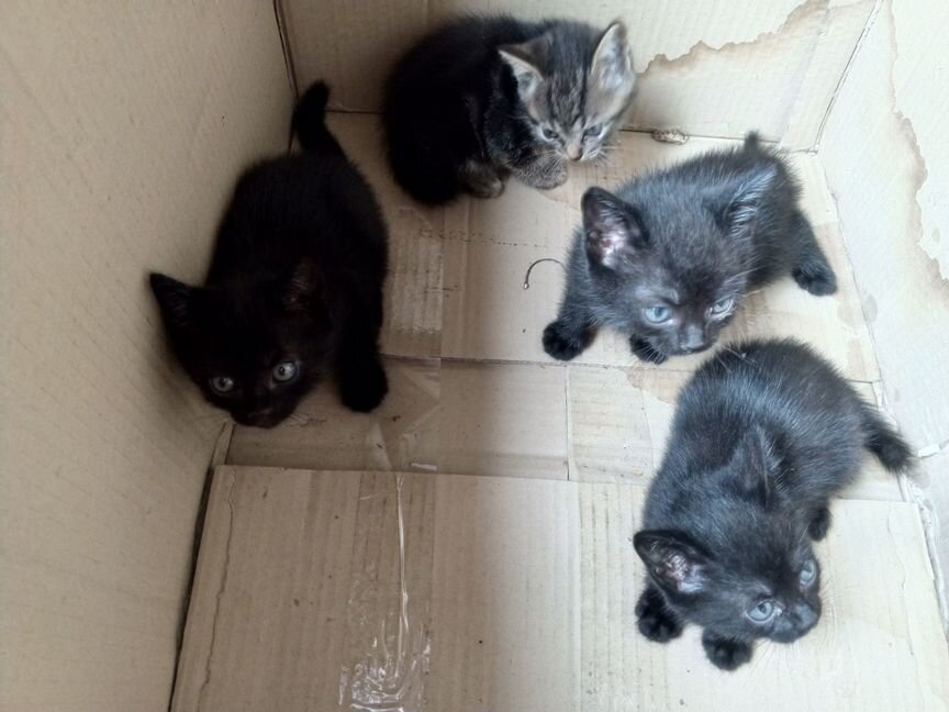 Отдам в добрые руки, бесплатно