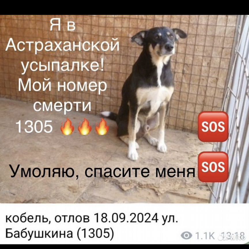 Спасите собаку от смерти