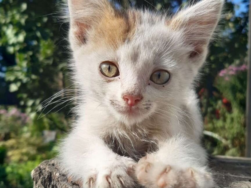 Котик в подарок Приношу удачу :)