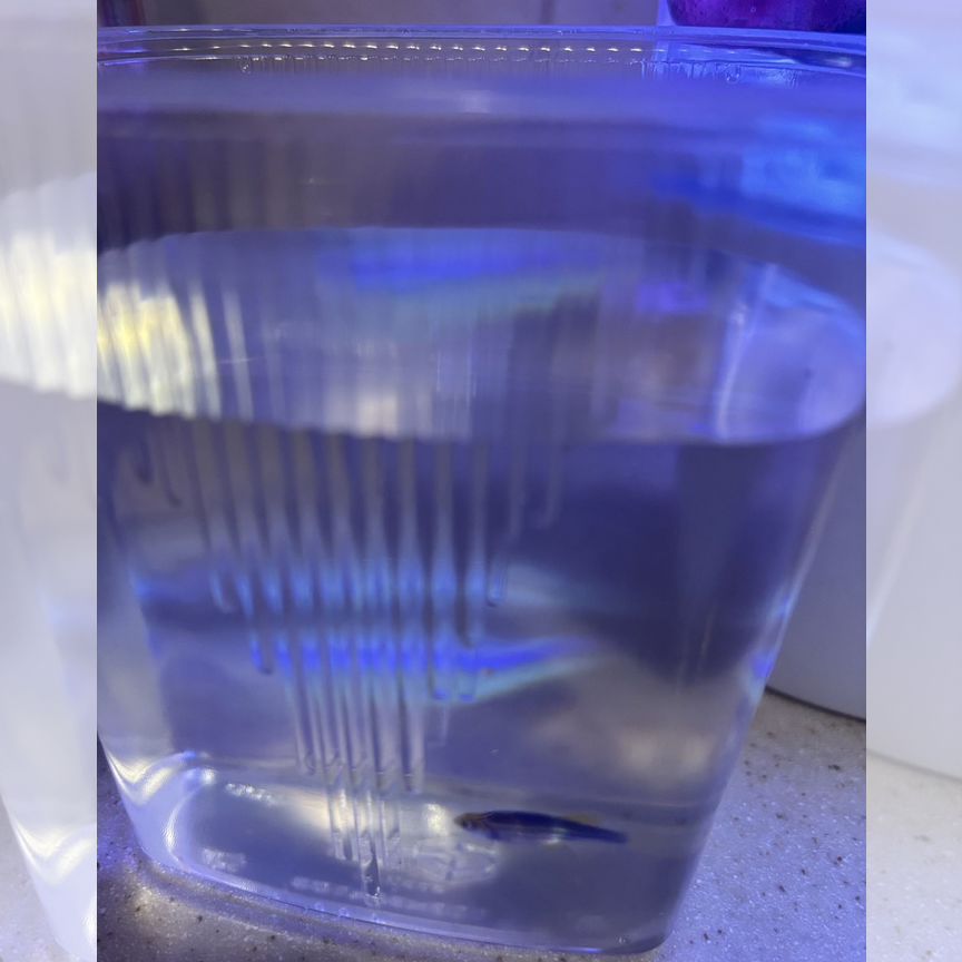 Аквариумные рыбки отдам