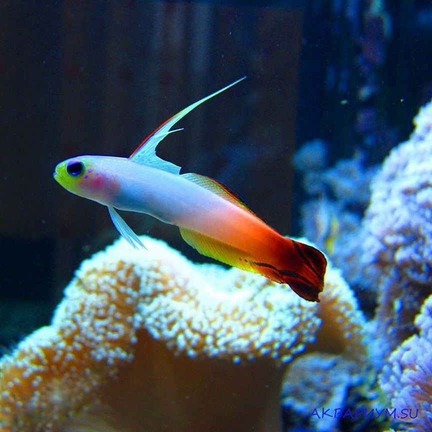 Рыба Нематэлеотрис огненный (магнифика)