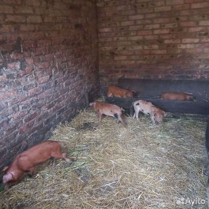 Продаются поросята