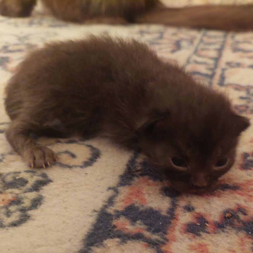 Котёнок в добрые руки