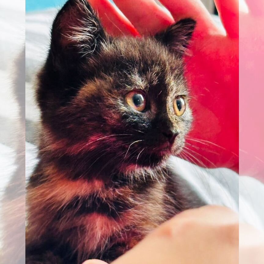 Отдам в добрые руки кошечку