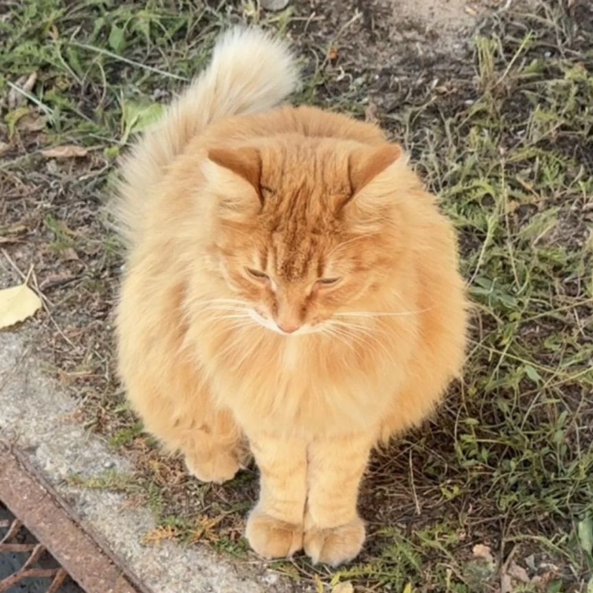 Ласковая кошка и котята подростки с кладбища