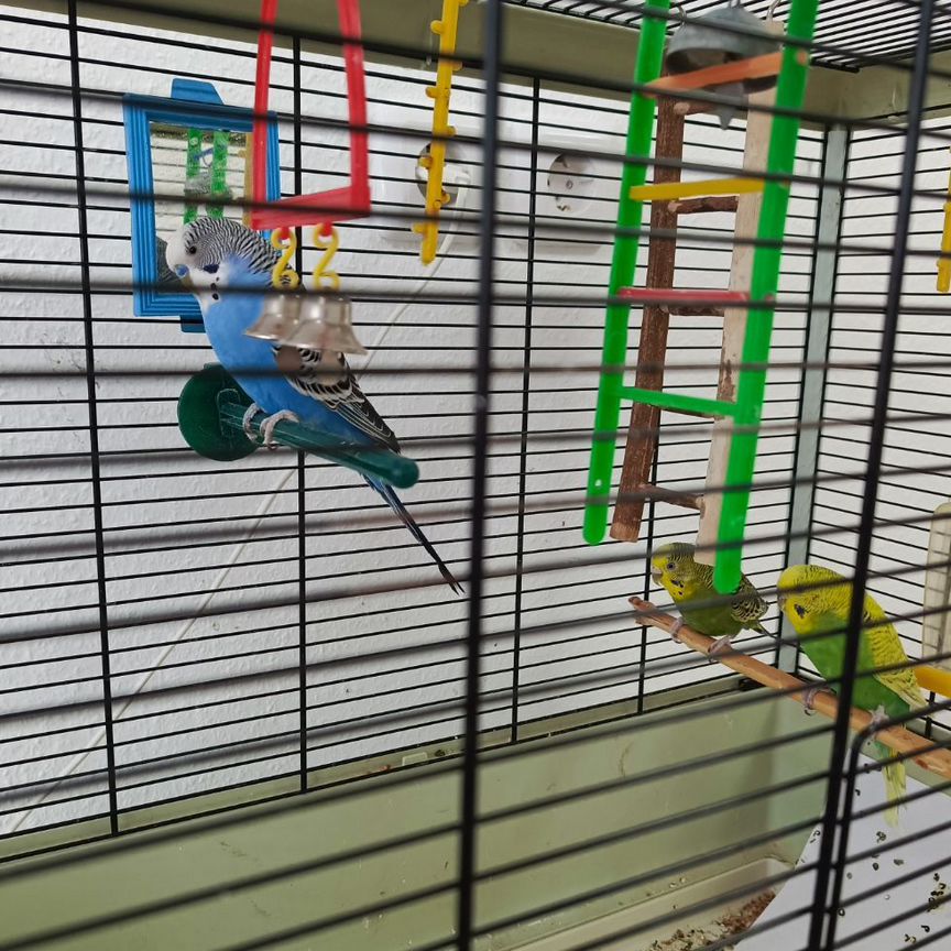 Волнистый попугай с клеткой